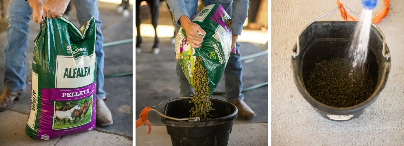 Everything you need to know about forage pellets for horses.