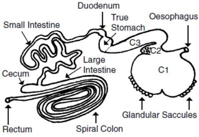 Ruminants & Camelids Digestive Overview, Feeding Instruction