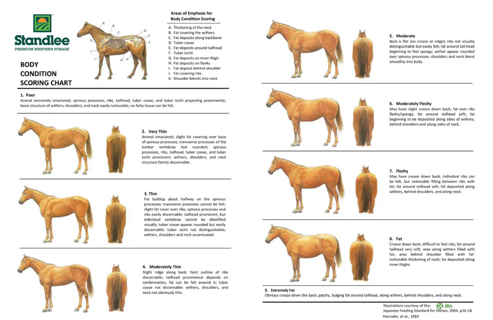 Managing Body Condition & Body Weight in Horses