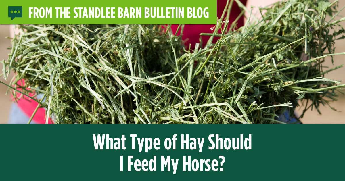 What Type of Hay Should I Feed My Horse?