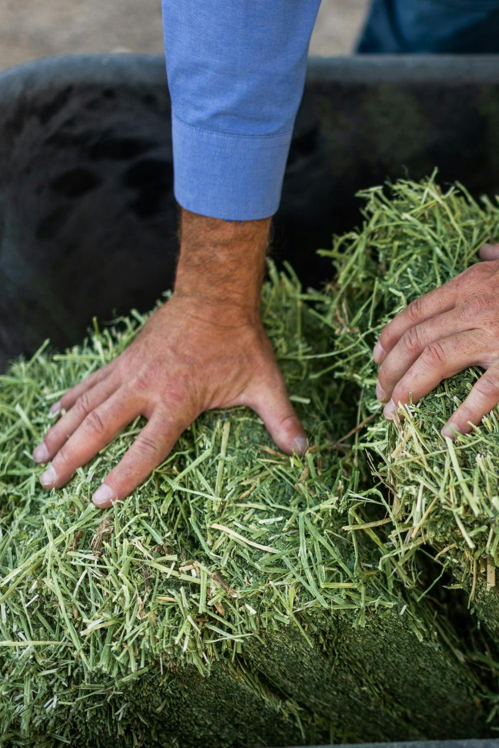 Two factors that make Standlee forage is so green.