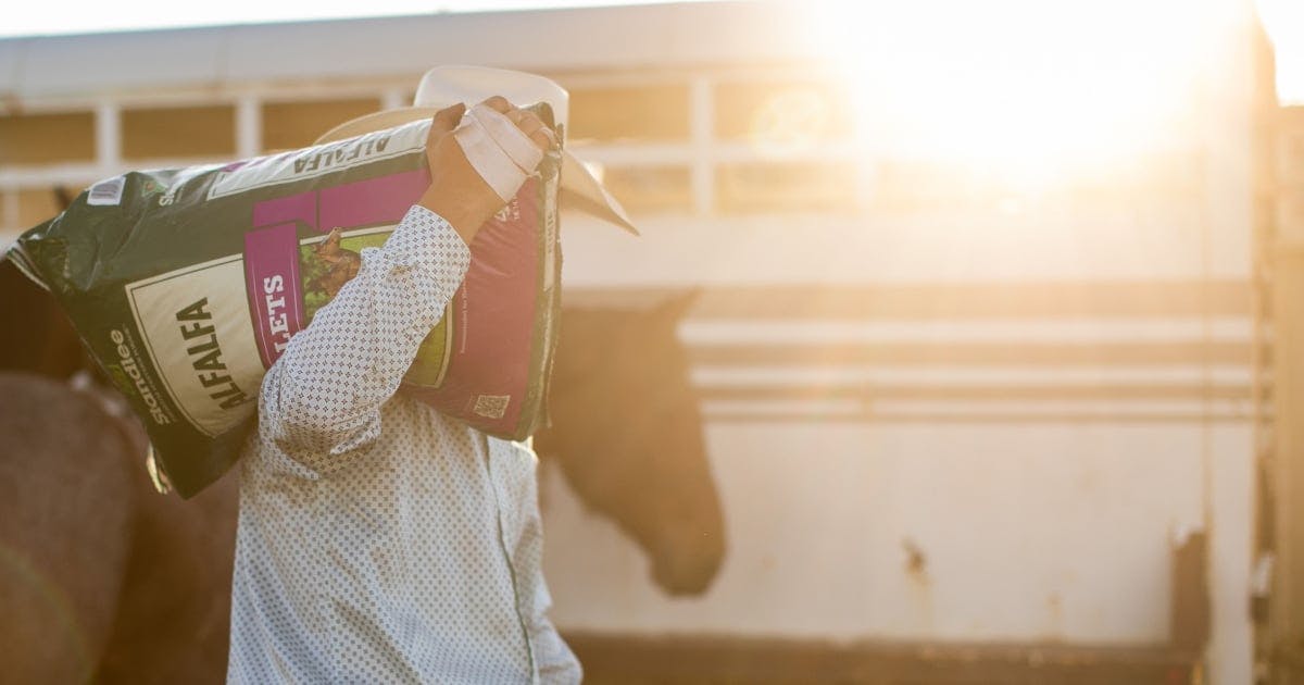 Everything you need to know about forage pellets for horses.