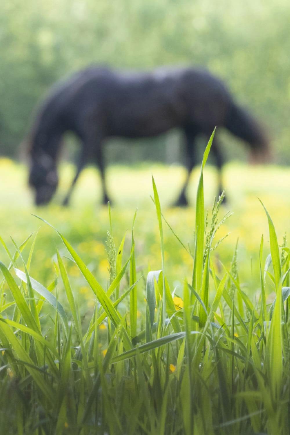 Spring Pasture & Grazing Tips for Horses and Livestock