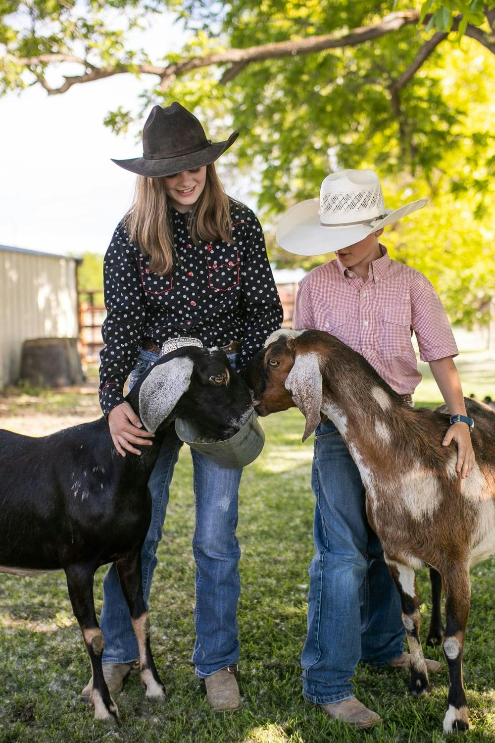 4 Tips for Managing and Feeding Goats in the Fall