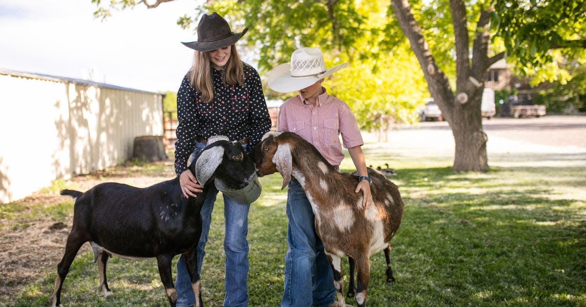 4 Tips for Managing and Feeding Goats in the Fall