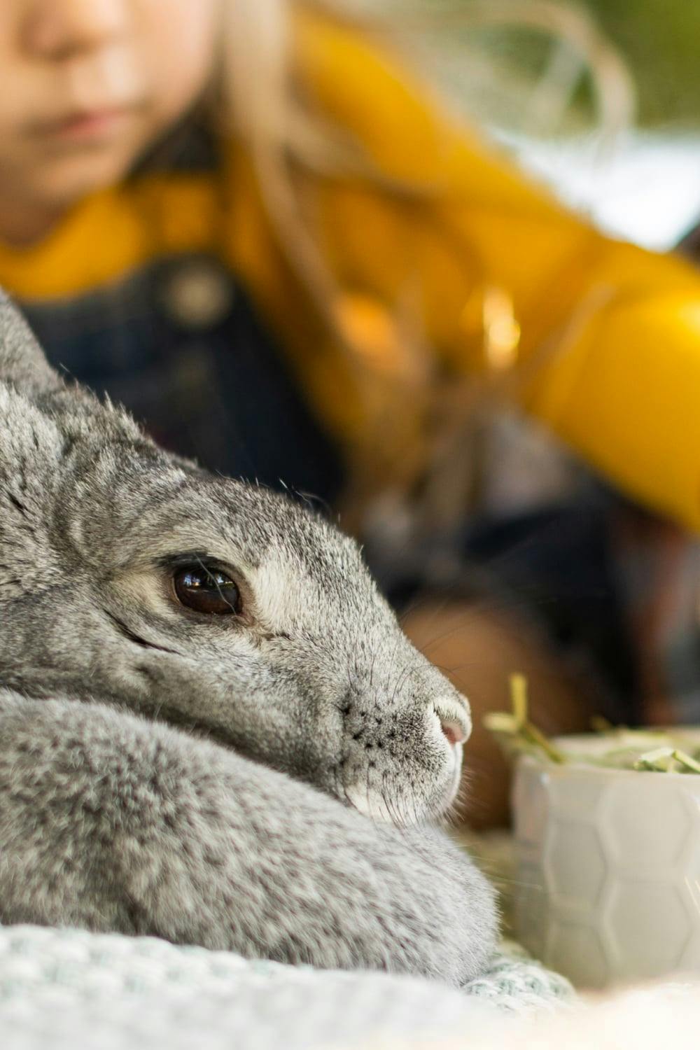 Digestive Health in Rabbits