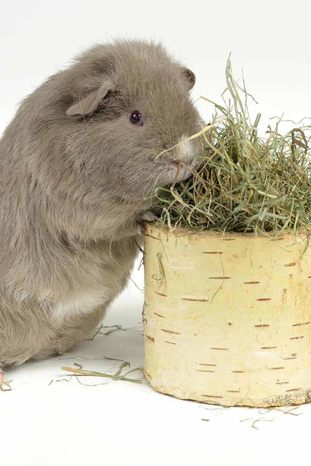 3 Tips for Choosing the Right Hay for Your Small Animal