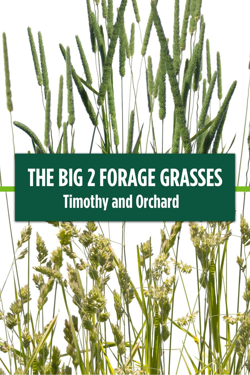 Timothy And Orchard Grass Nutritional Information Standlee Forage