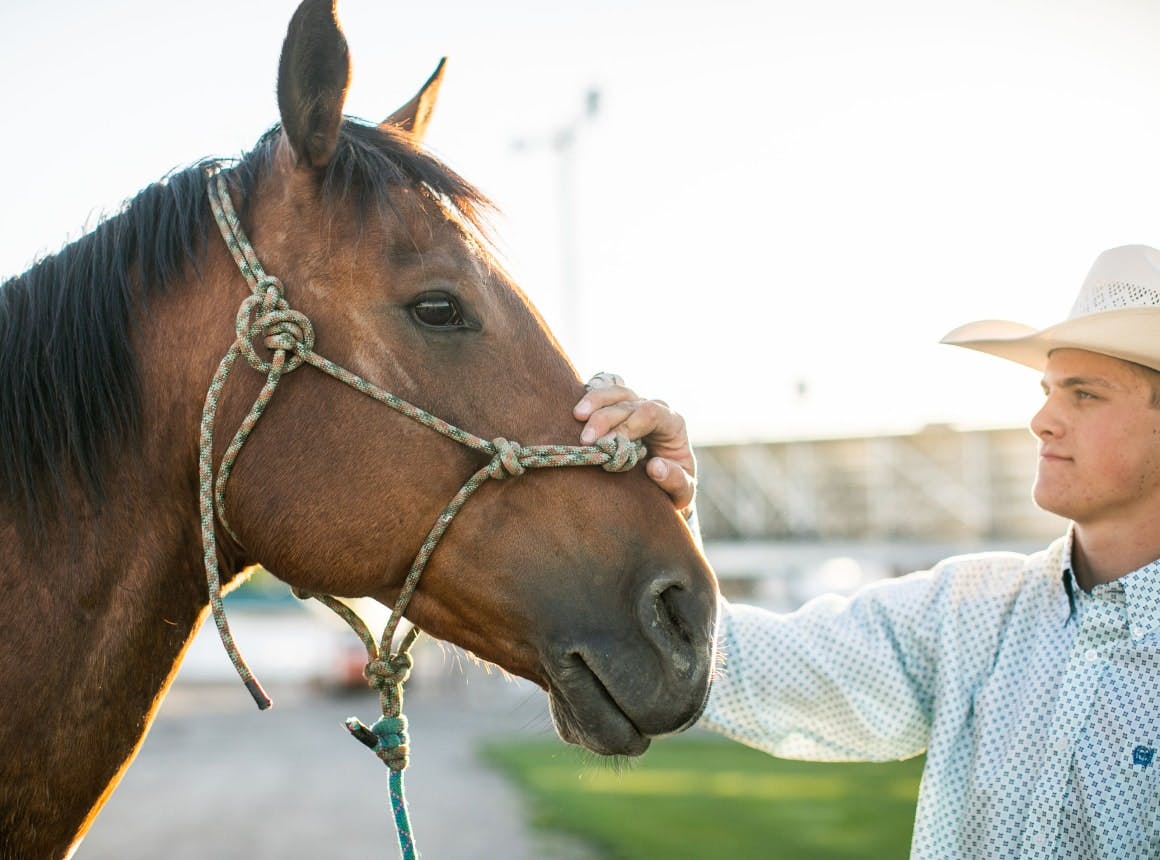 Quality Horse Hay & Feed | Standlee Premium Western Forage