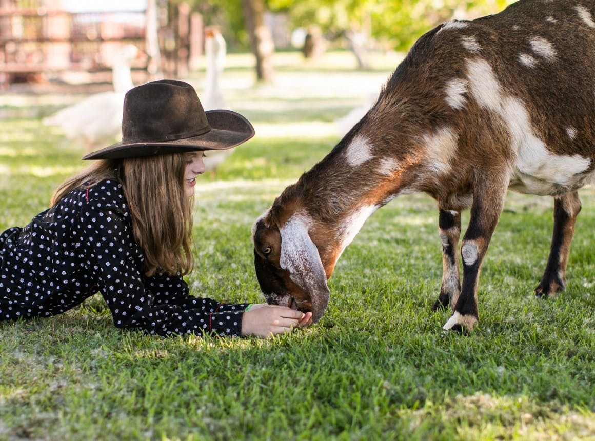 Quality Horse Hay & Feed | Standlee Premium Western Forage